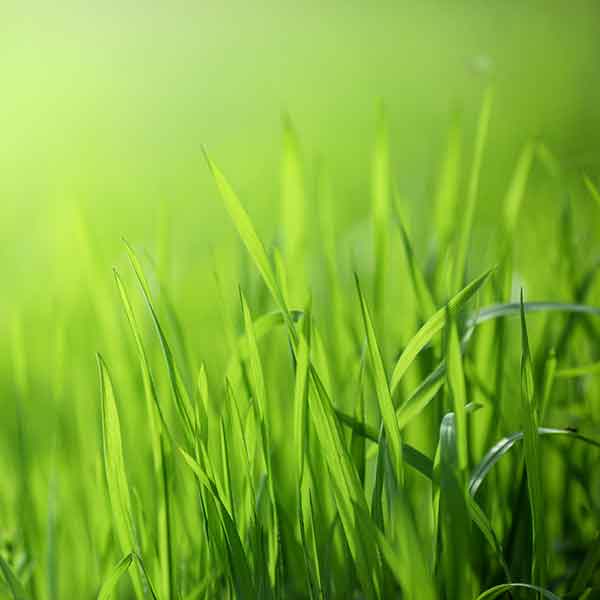 Plant Biostimulants Educational Articles | LebanonTurf